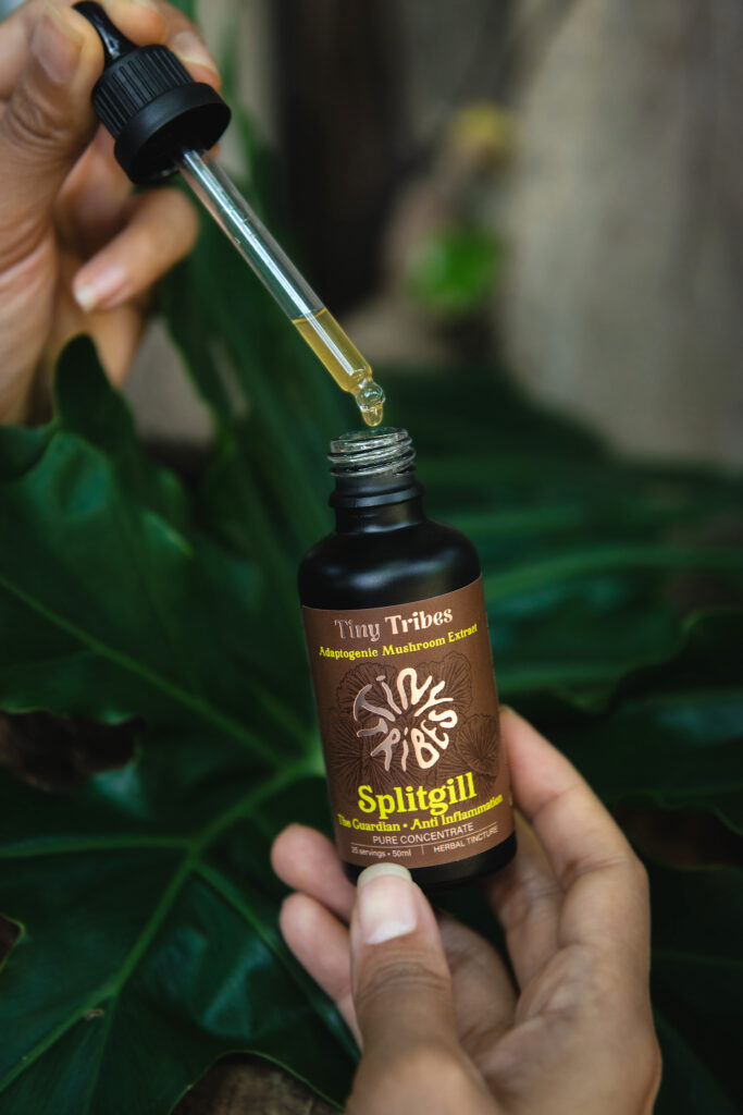 Adaptogenic Splitgill Mushroom Potion – tiny tribes